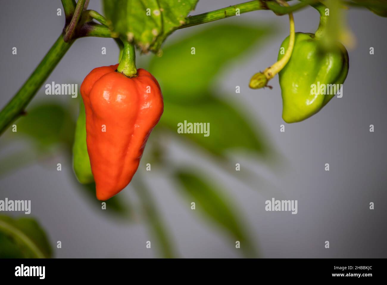 7 pot chili hi-res stock photography and images - Alamy