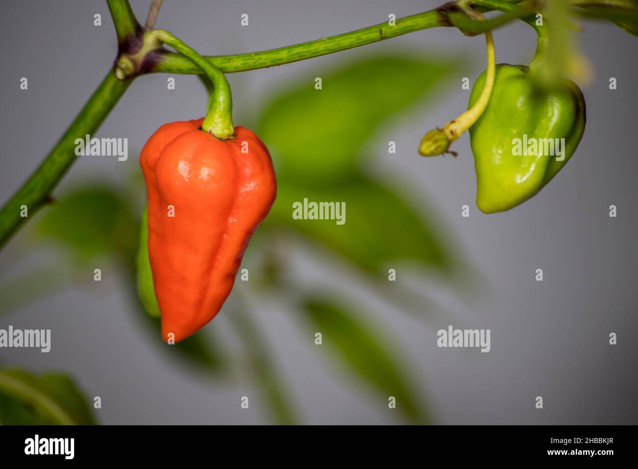 7 pot chili hi-res stock photography and images - Alamy