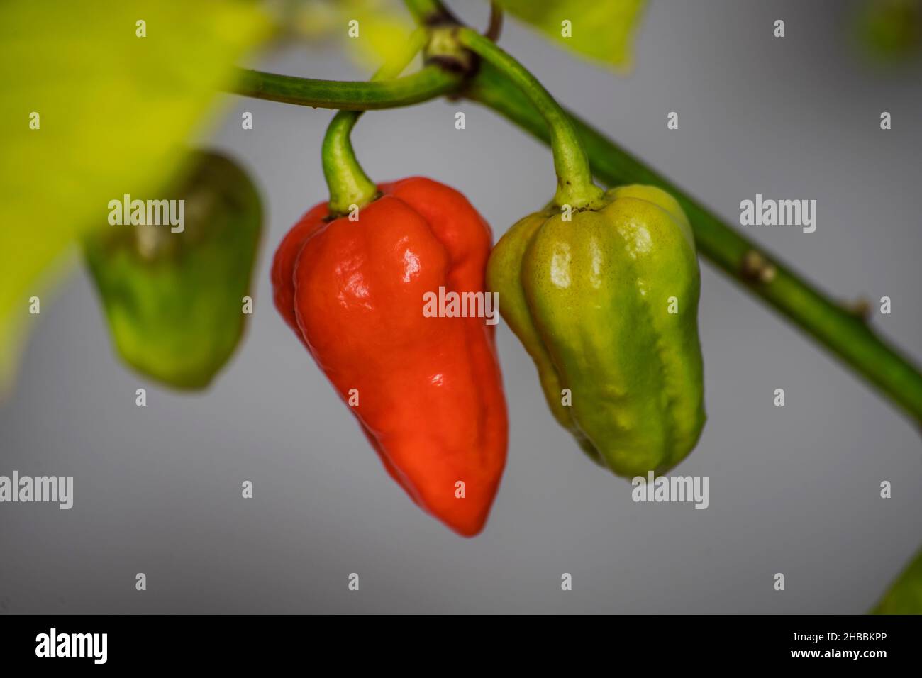 Trinidad seven pot pepper hi-res stock photography and images - Alamy
