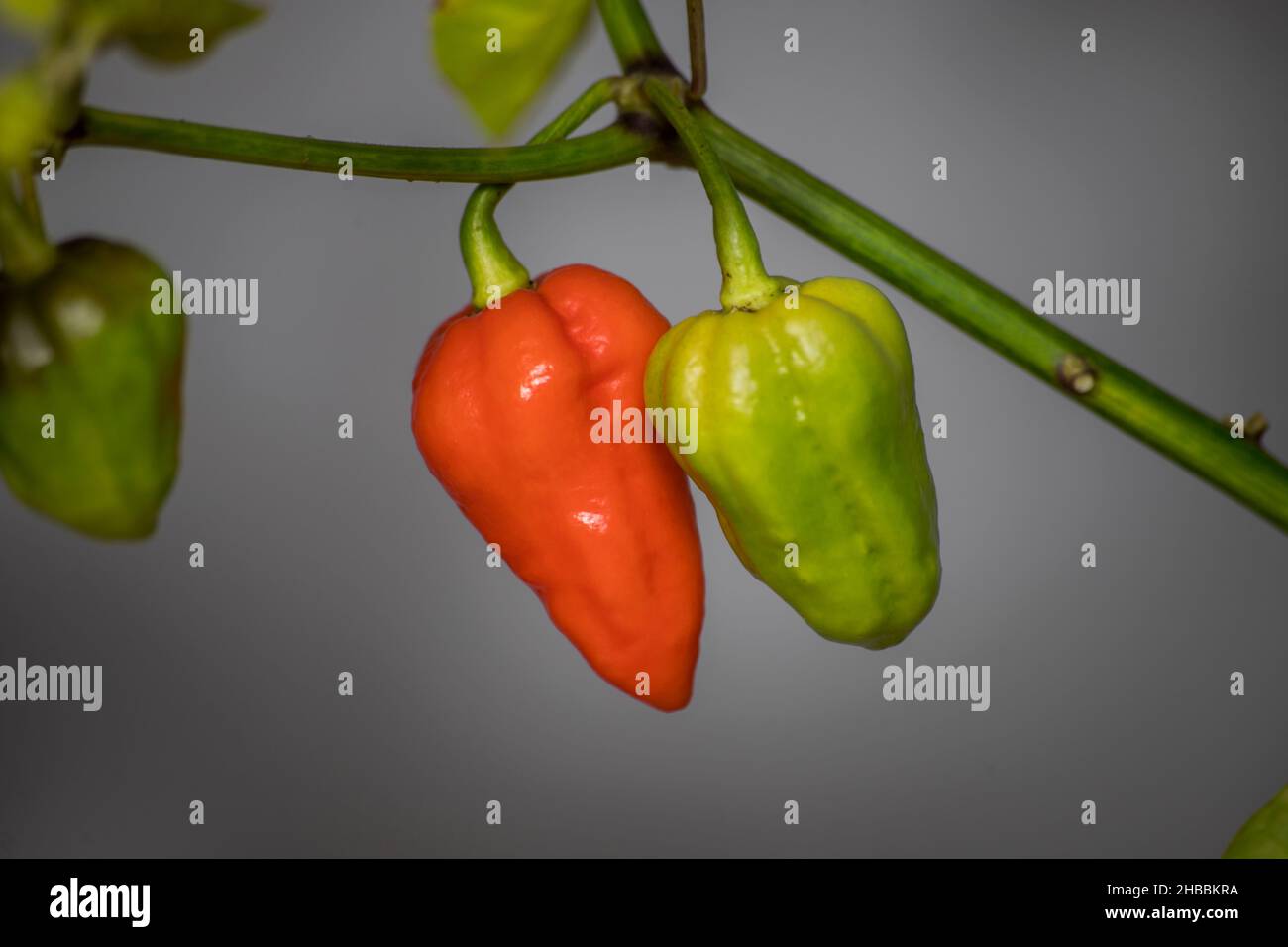 Trinidad seven pot pepper hi-res stock photography and images - Alamy