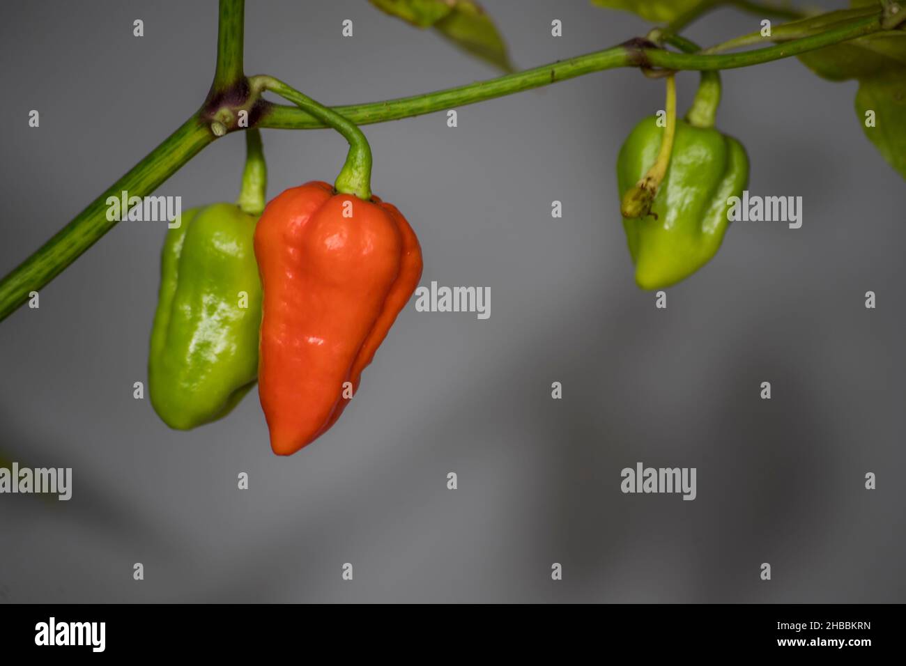 Trinidad seven pot pepper hi-res stock photography and images - Alamy