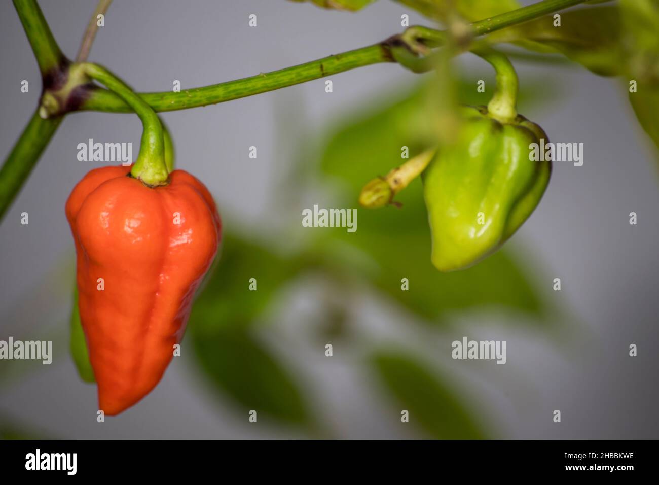 Trinidad seven pot pepper hi-res stock photography and images - Alamy