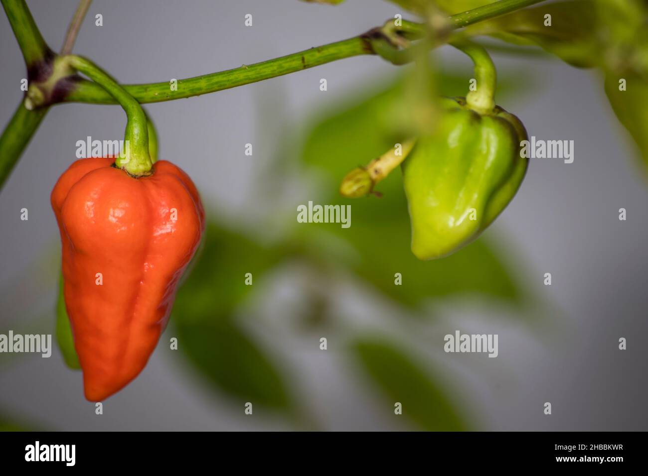 7 pot chili hi-res stock photography and images - Alamy