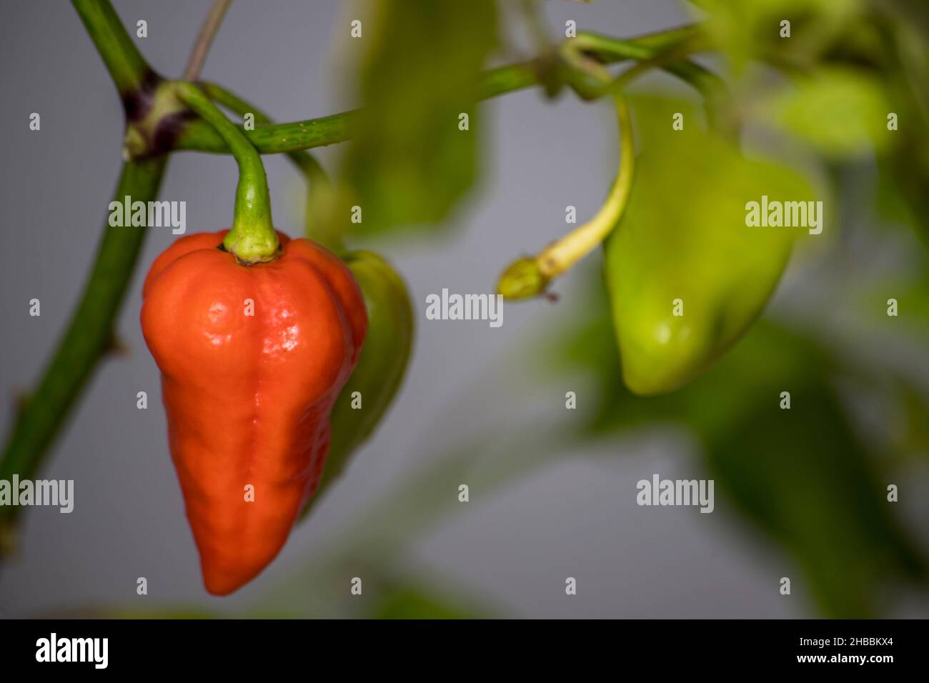 Trinidad seven pot pepper hi-res stock photography and images - Alamy