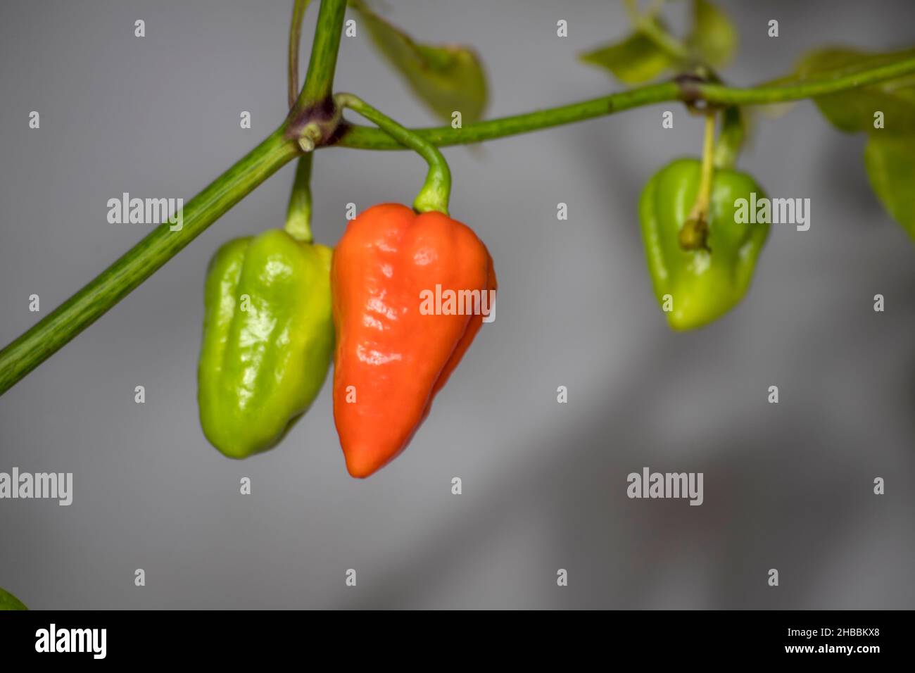unripe 7 pot chili pepper Stock Photo - Alamy
