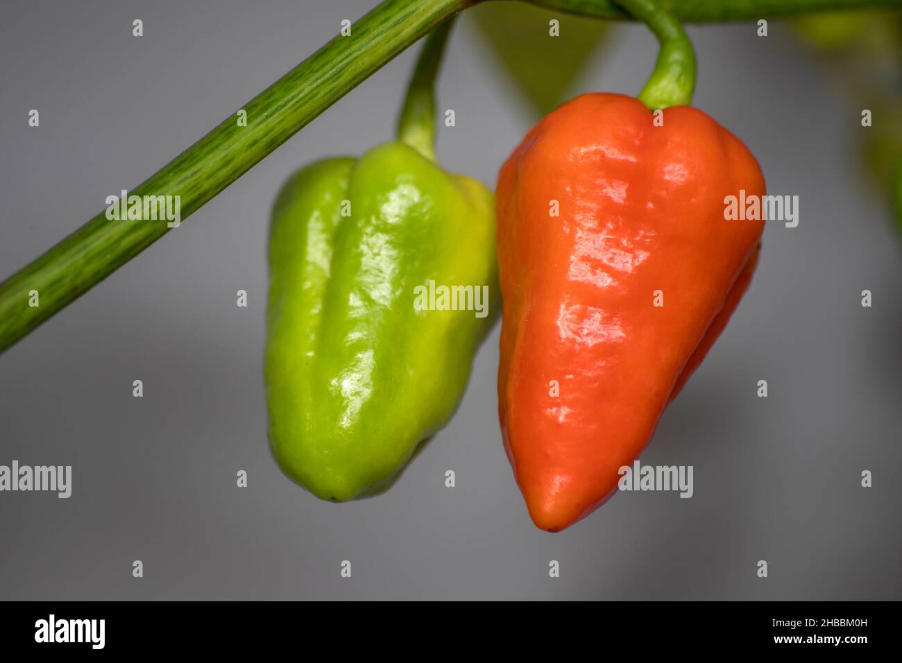 Trinidad seven pot pepper hi-res stock photography and images - Alamy