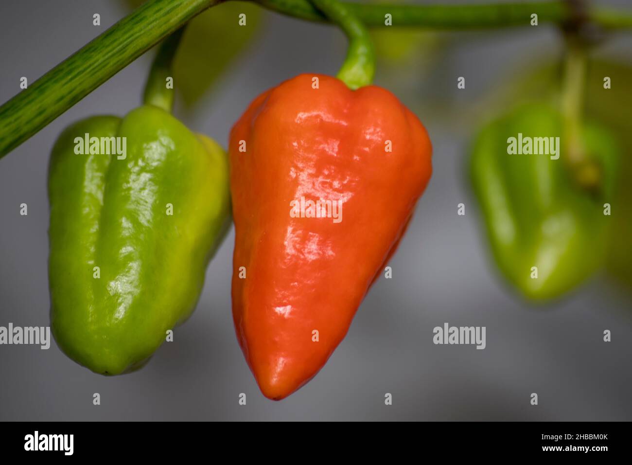 Trinidad seven pot pepper hi-res stock photography and images - Alamy