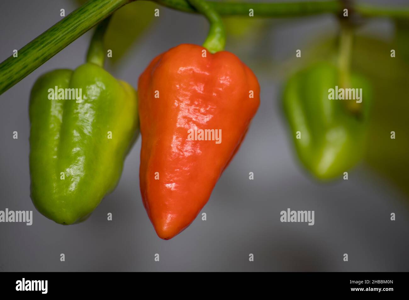 Trinidad seven pot pepper hi-res stock photography and images - Alamy