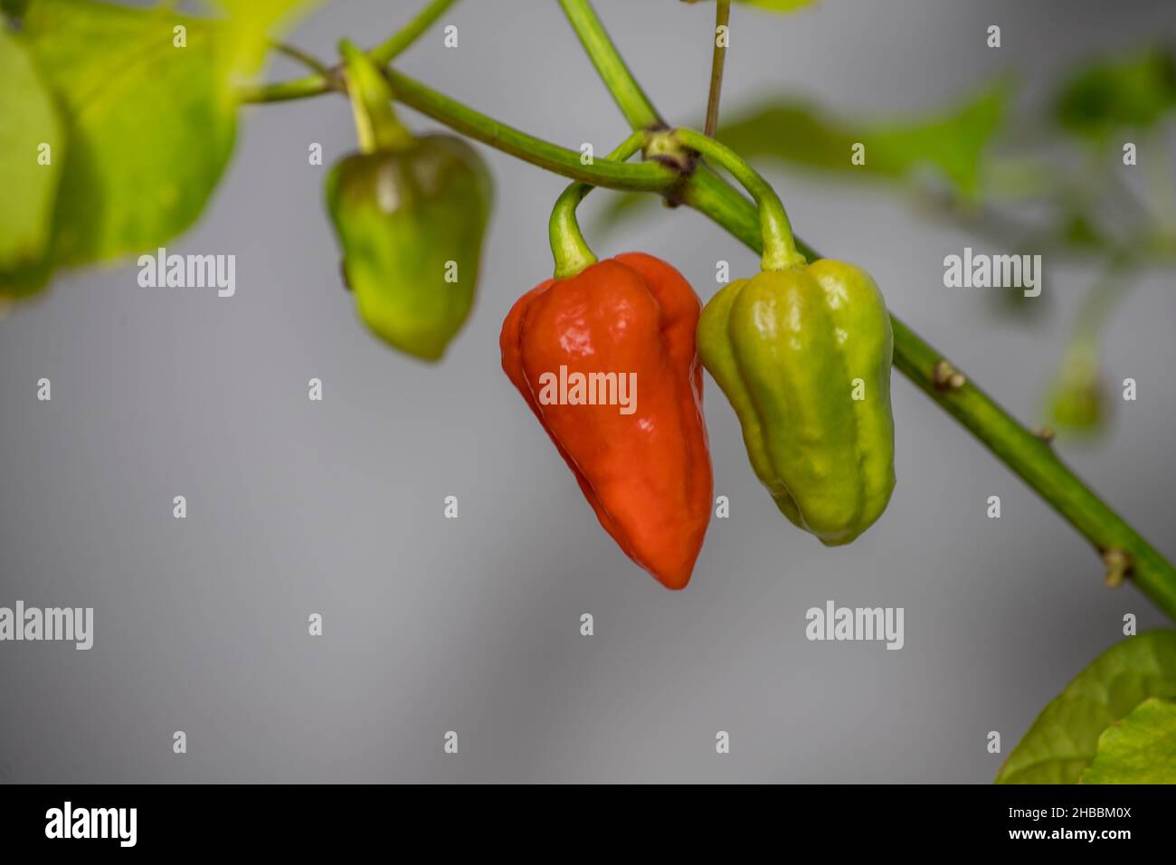 unripe 7 pot chili pepper Stock Photo - Alamy