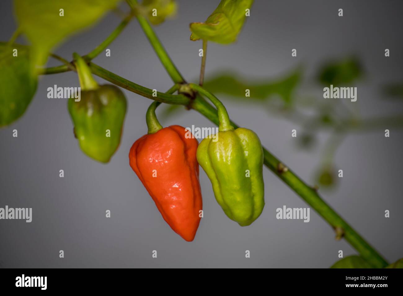 7 pot chili hi-res stock photography and images - Alamy