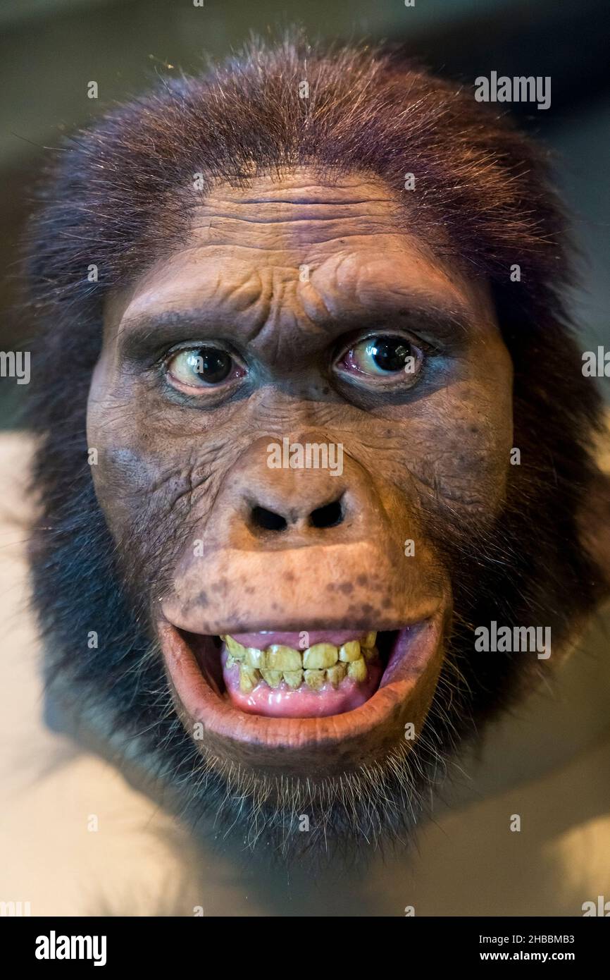 The Face of a Caveman Stock Photo - Alamy