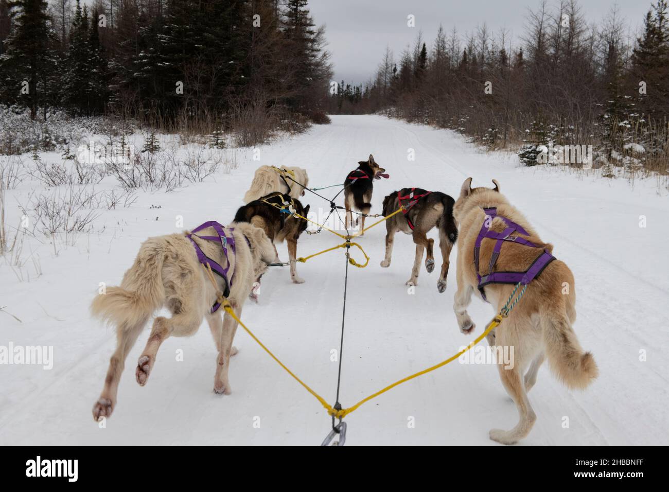 6 dogs pulling sled hi-res stock photography and images - Alamy