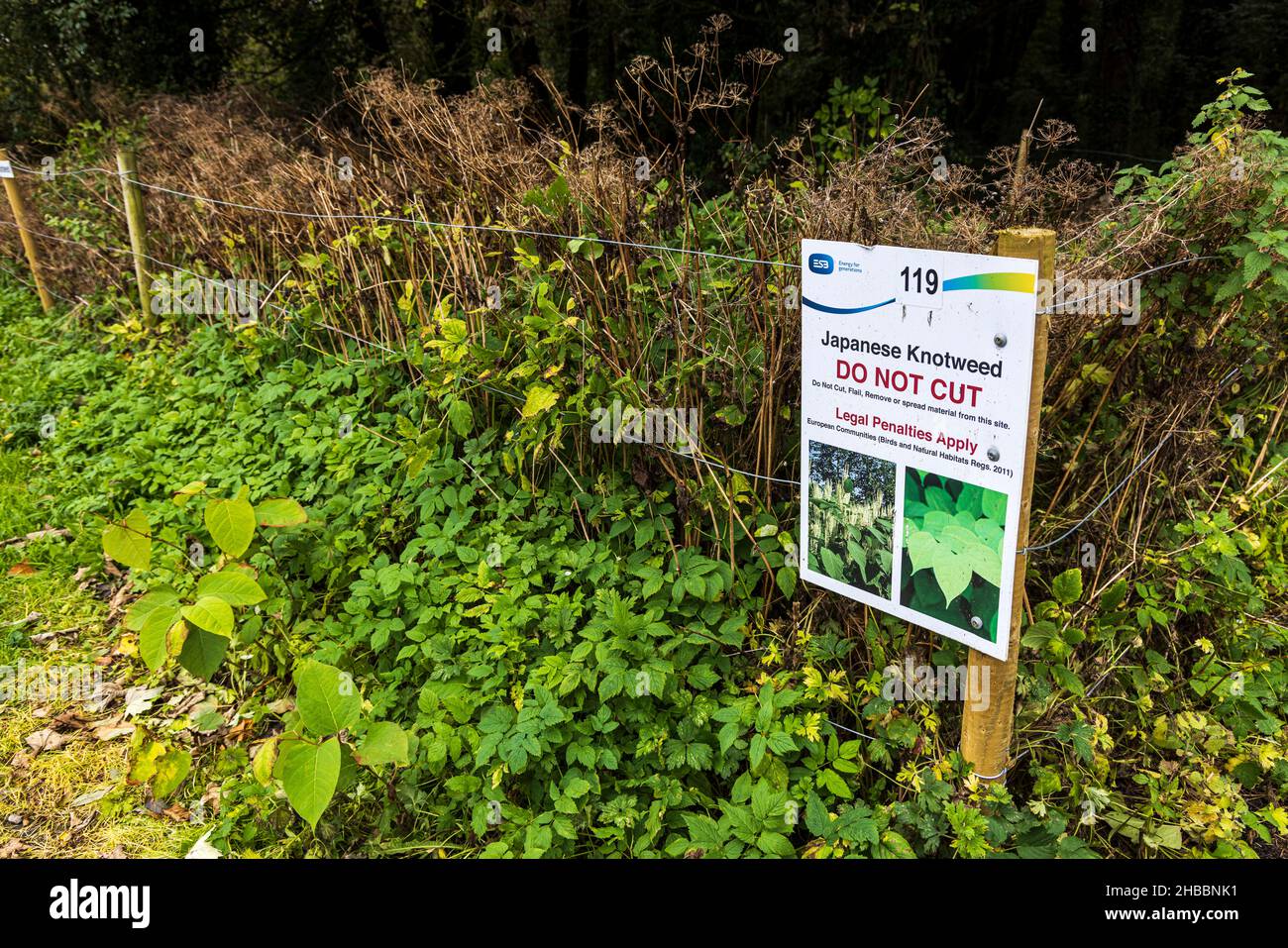 Japanese knotweed, Fallopia japonica, do not cut sign warning at a site ...