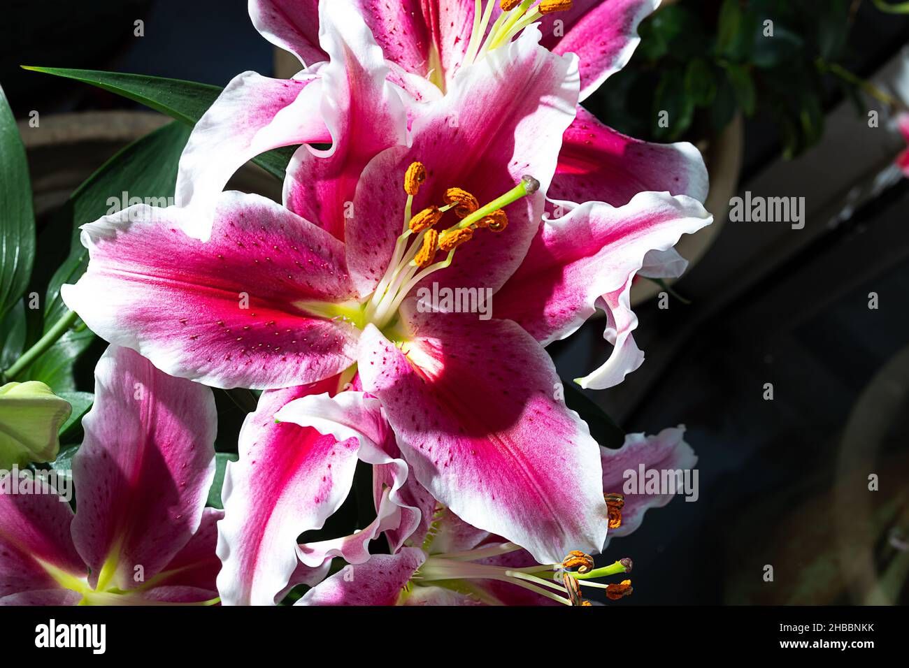 Pink garden lily close-up as beautiful natural background Stock Photo ...