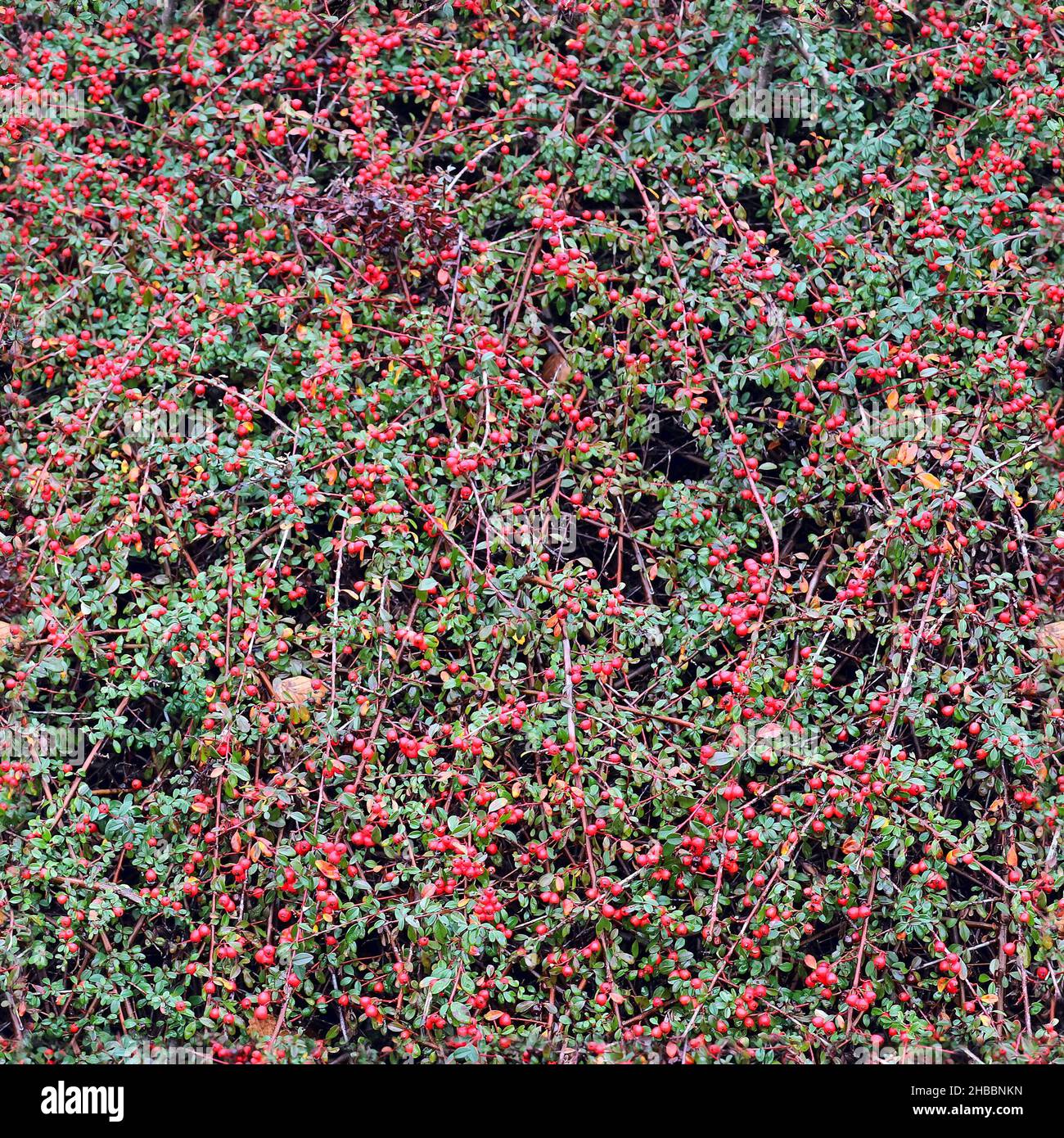 Photo realistic seamless texture pattern of organic plant leaves Stock ...