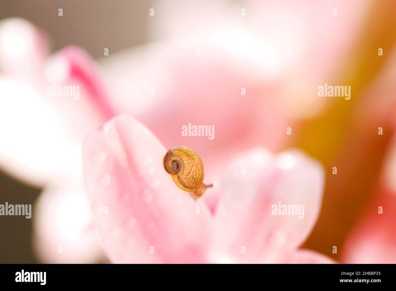 Snail with flower hi-res stock photography and images - Alamy