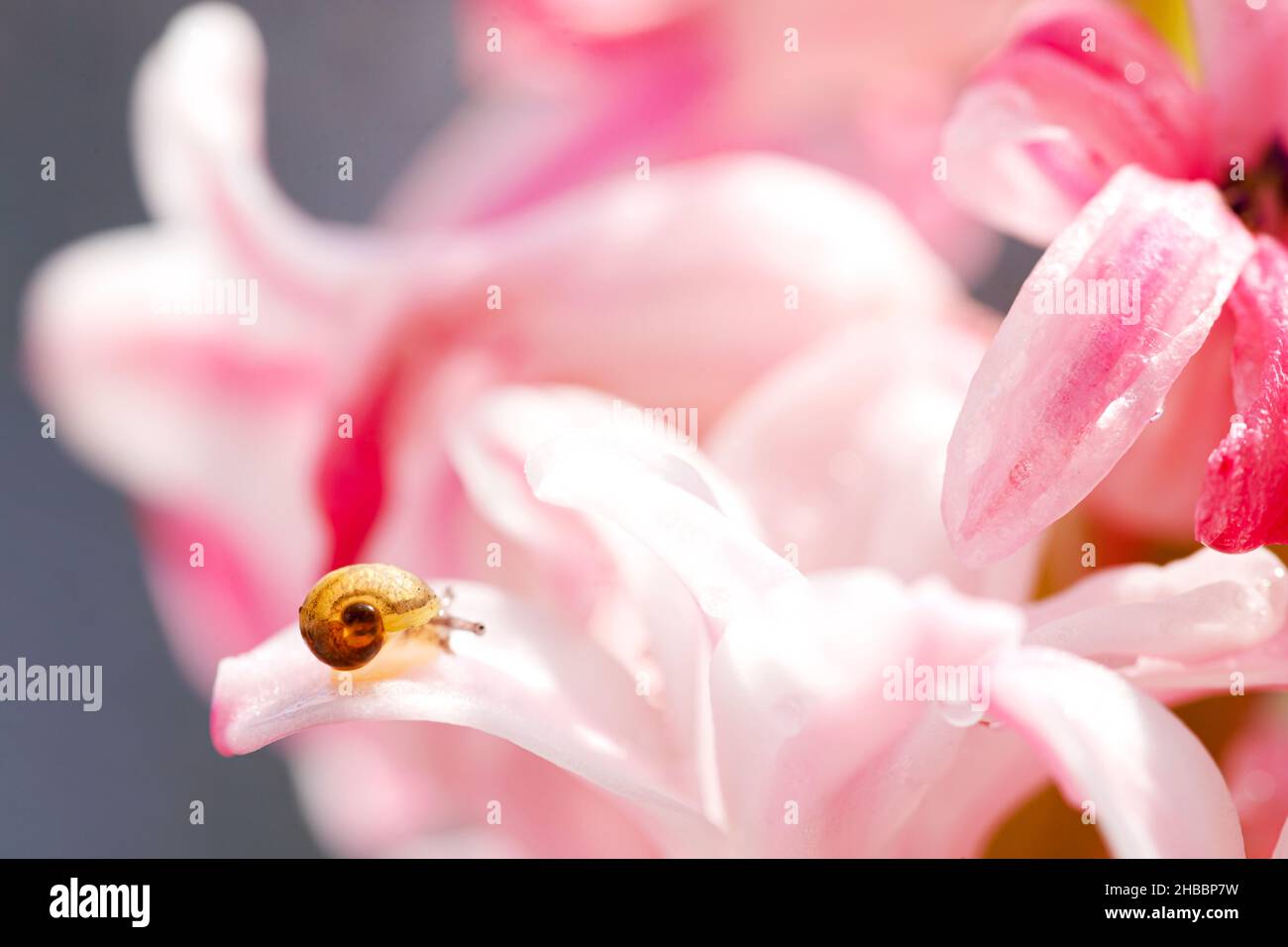 Snail with flower hi-res stock photography and images - Alamy