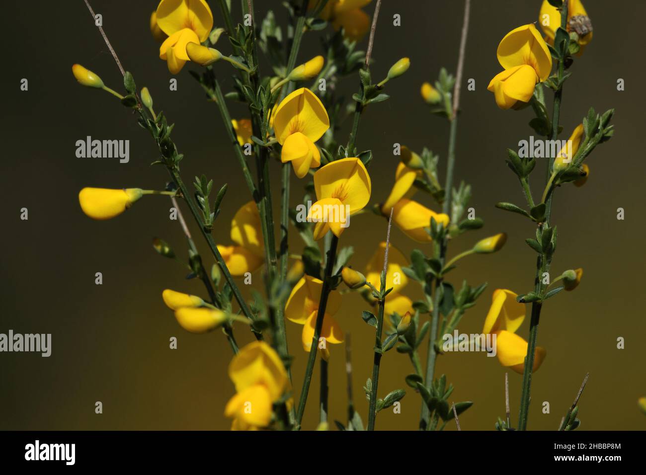 Artistic broom hi-res stock photography and images - Alamy