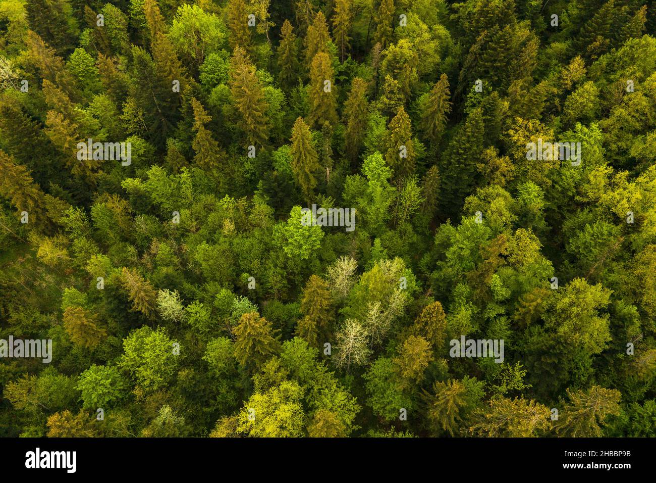 Aerial view of dark mixed pine and lush forest with green trees ...