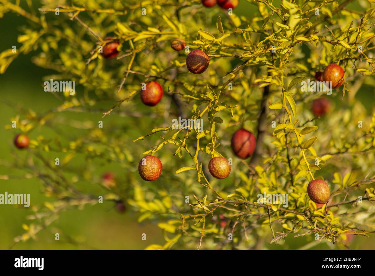 AUSTRALIAN BLOOD-RED LIME SEEDLING RARE VARIETY LEMON SEEDLING Stock ...