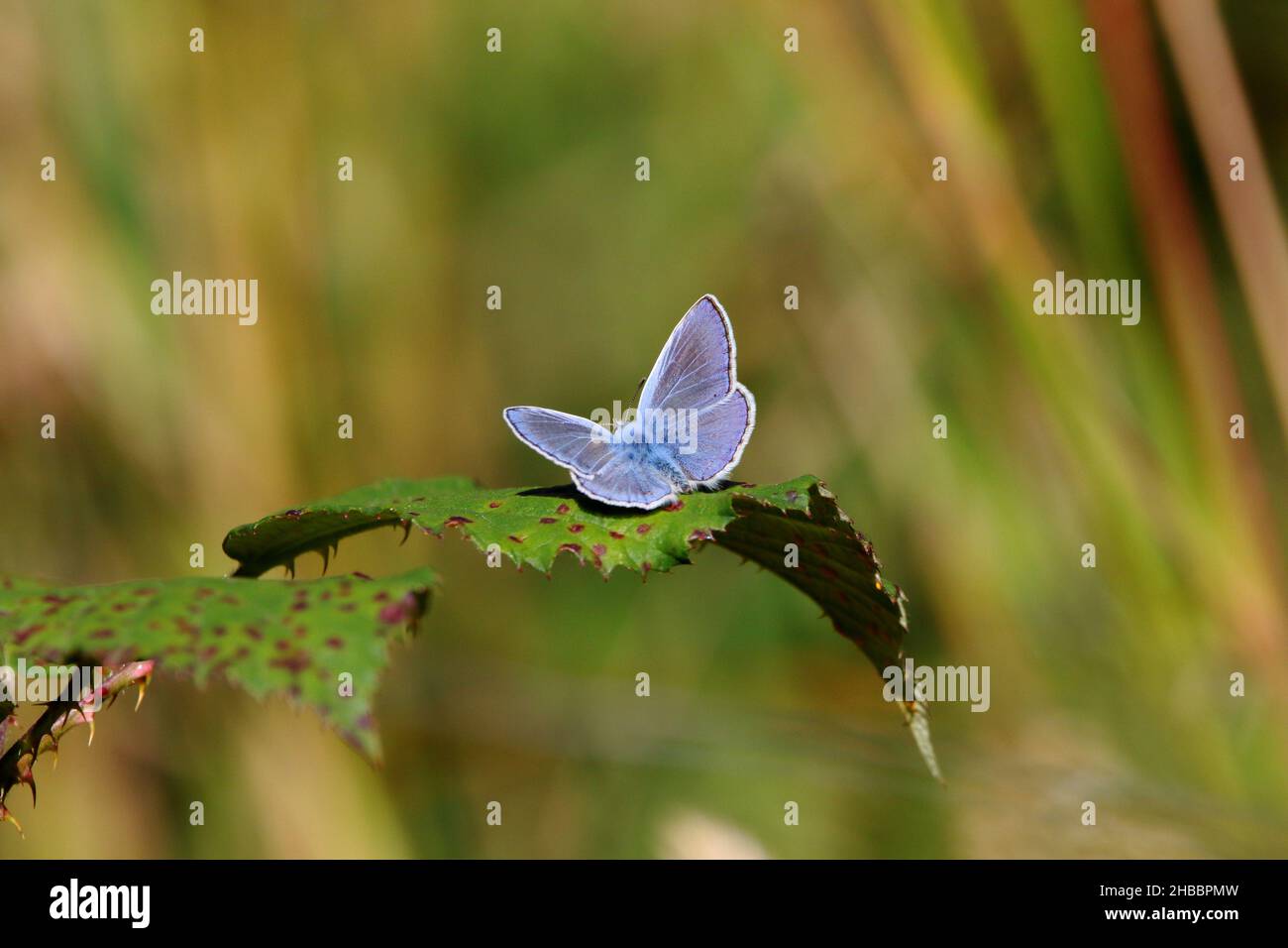 A Common blue butterfly on a leaf Stock Photo - Alamy