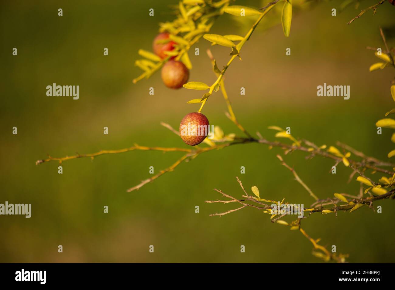 AUSTRALIAN BLOOD-RED LIME SEEDLING RARE VARIETY LEMON SEEDLING Stock ...