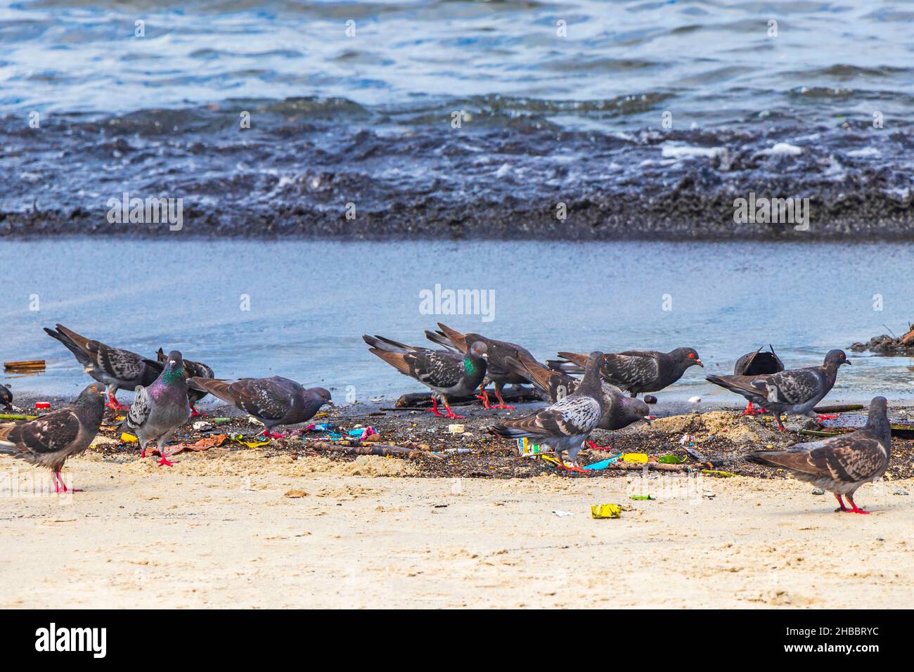 Pigeons birds eat from stranded washed up garbage pollution on the ...