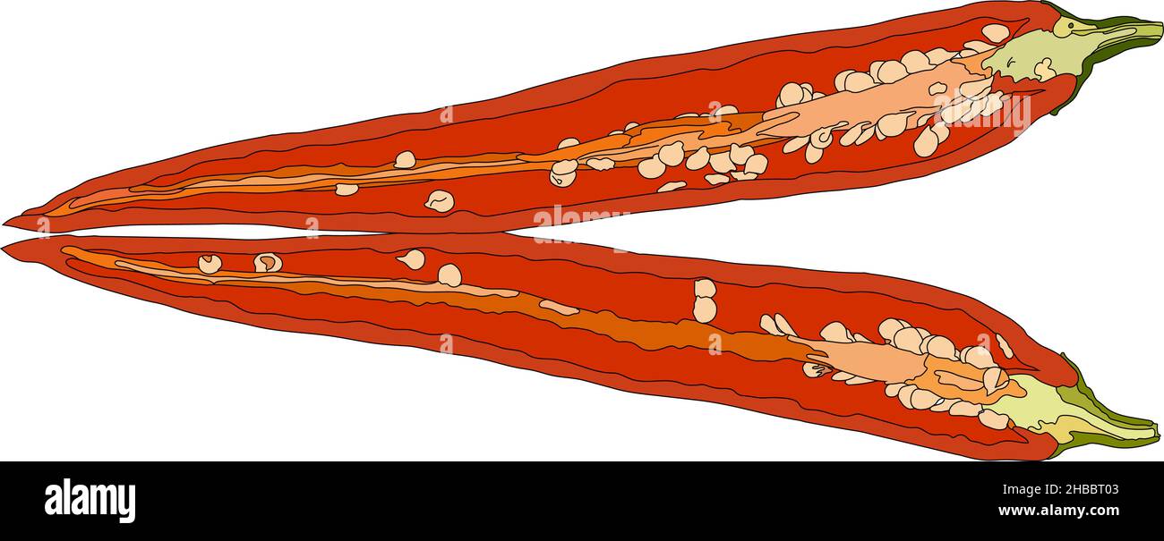 Red chili pepper isolated on a white background. Side View. Vector ...