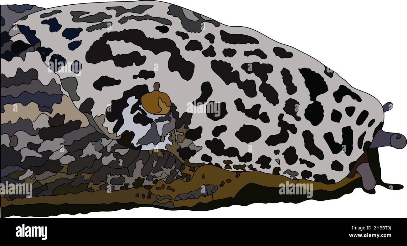 Limax maximus, leopard slug, great grey slug, keeled slug. Side View ...