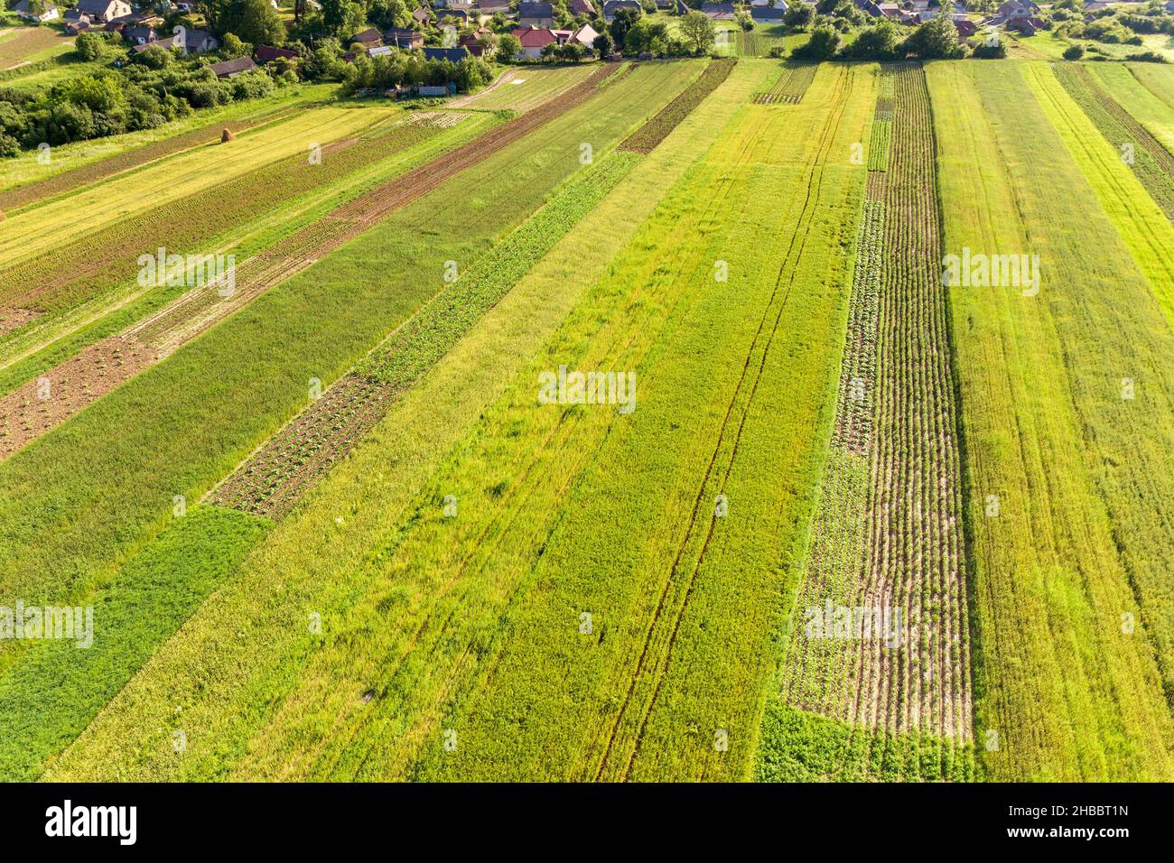 Aerial view of green agricultural fields in spring with fresh ...