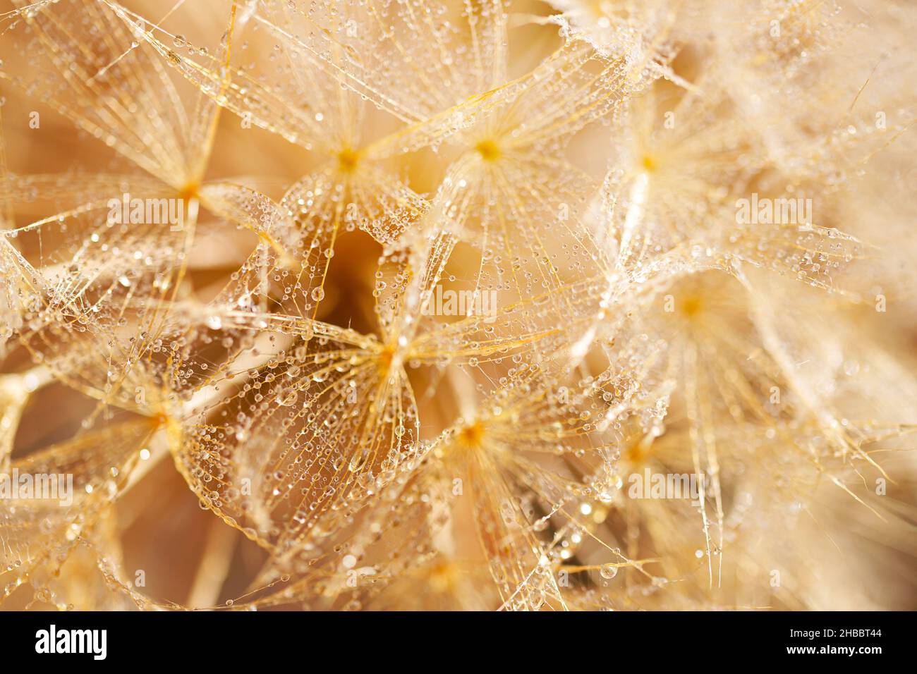 Light up dandelions hi-res stock photography and images - Alamy