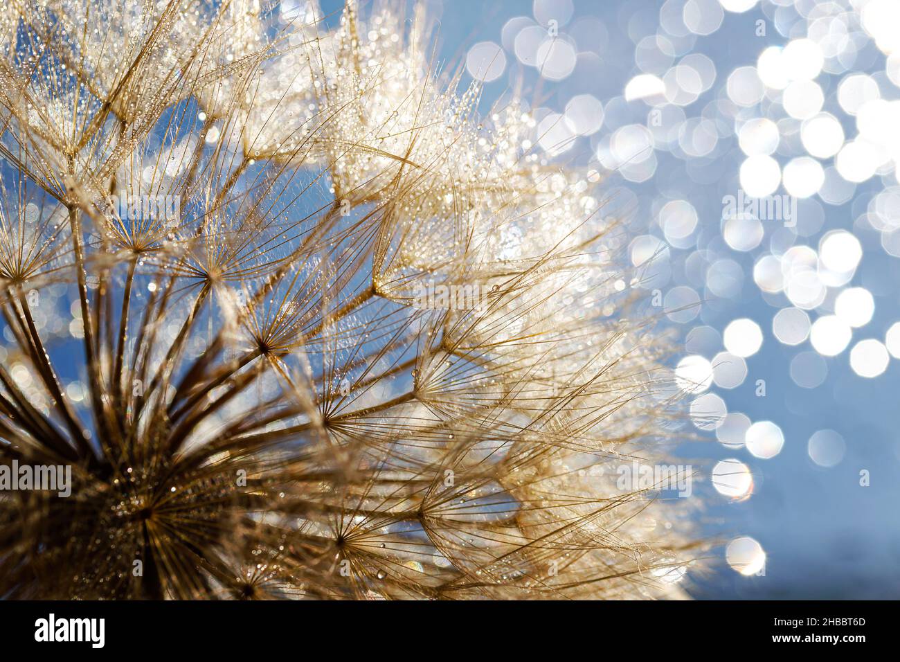 Light up dandelions hi-res stock photography and images - Alamy
