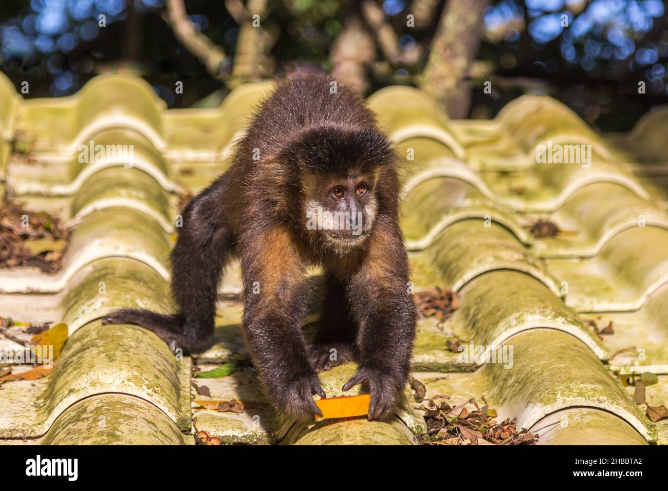 Monkey walking on branch hi-res stock photography and images - Alamy
