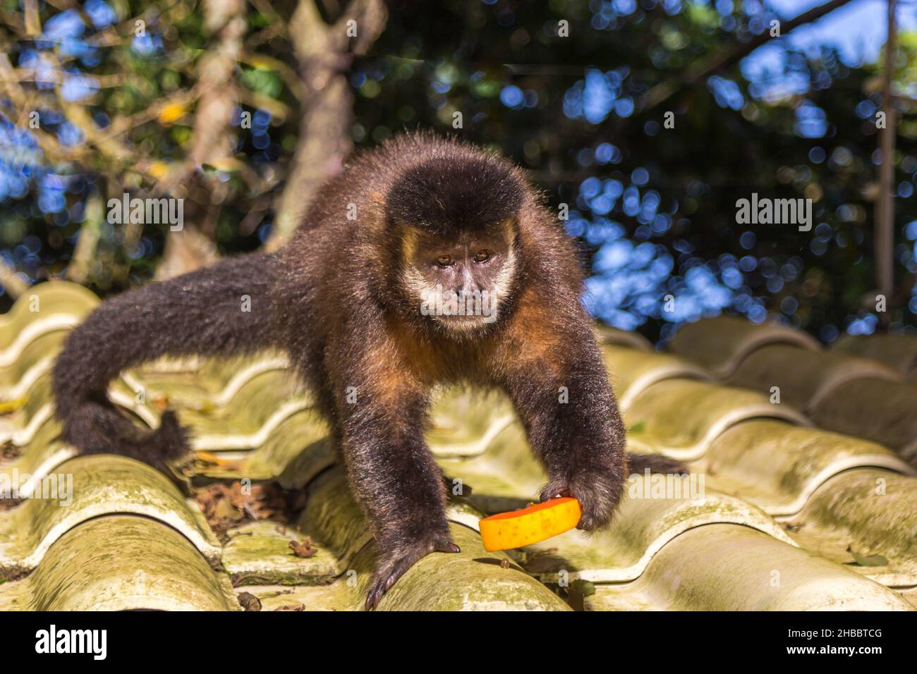 Monkey walking on branch hi-res stock photography and images - Alamy