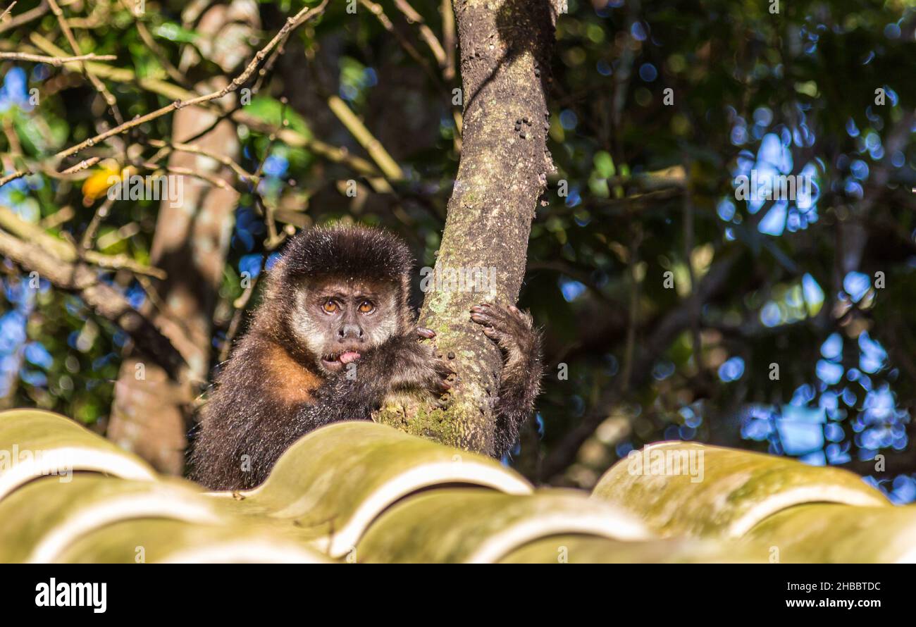 Capuchin monkey resting on branch hi-res stock photography and images ...