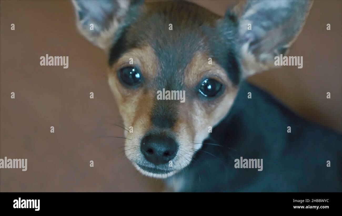 Dog close up head face portrait looking. Shakes his head speaks ...