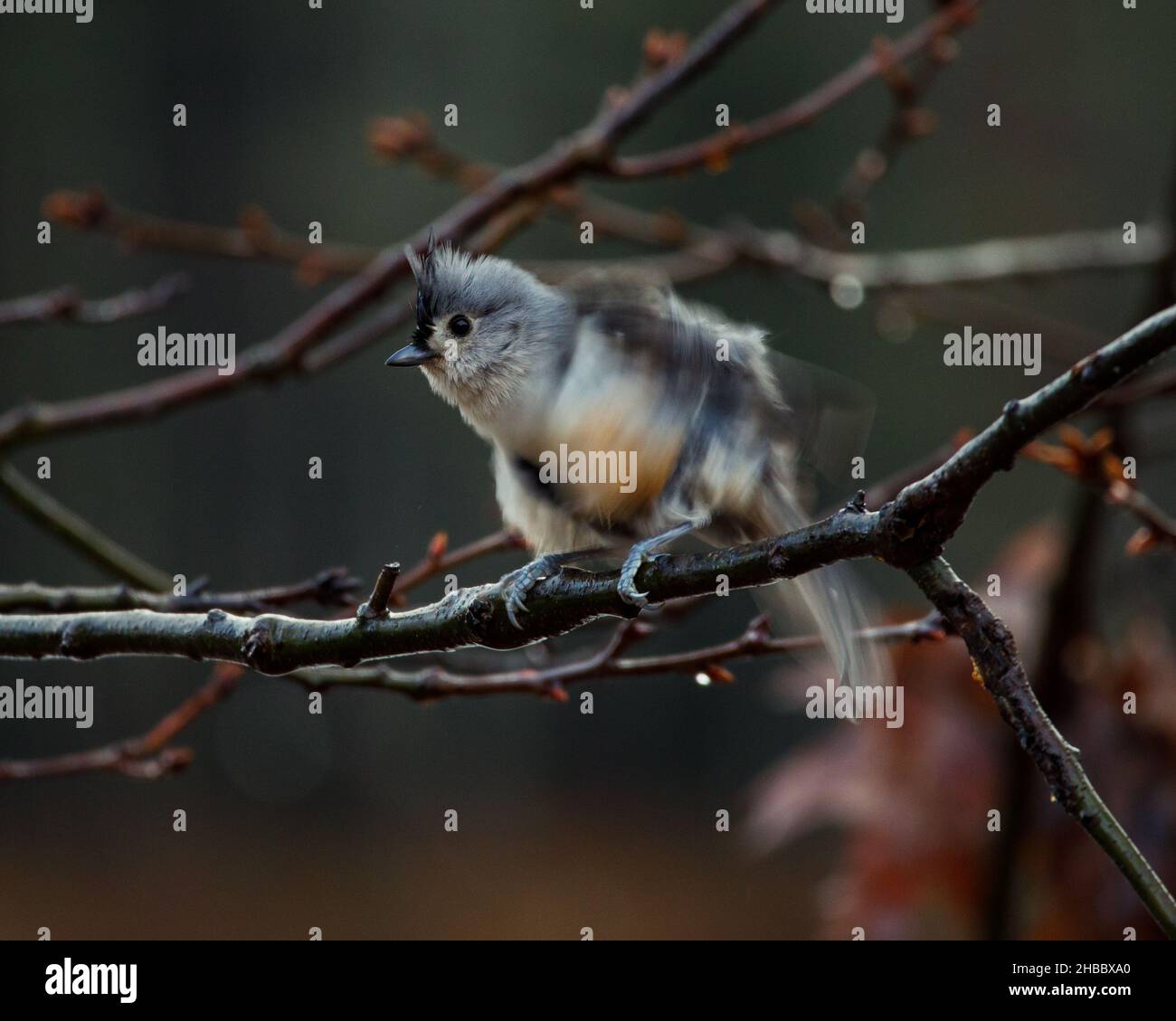 Cute tufted titmouse standing on a tree branch and shaking its wing ...