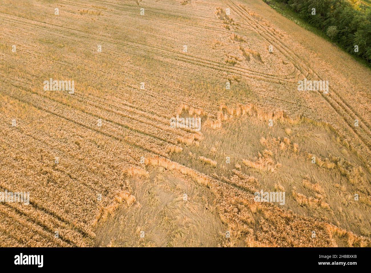 Aerial view of ripe farm field ready for harvesting with fallen down ...