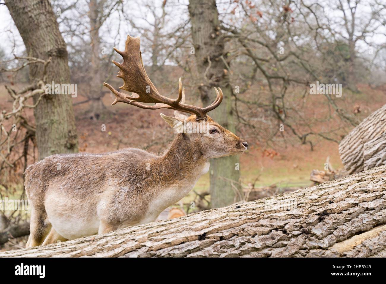 Fallow deer with full grown antlers stand in the woodland enjoying hazy ...