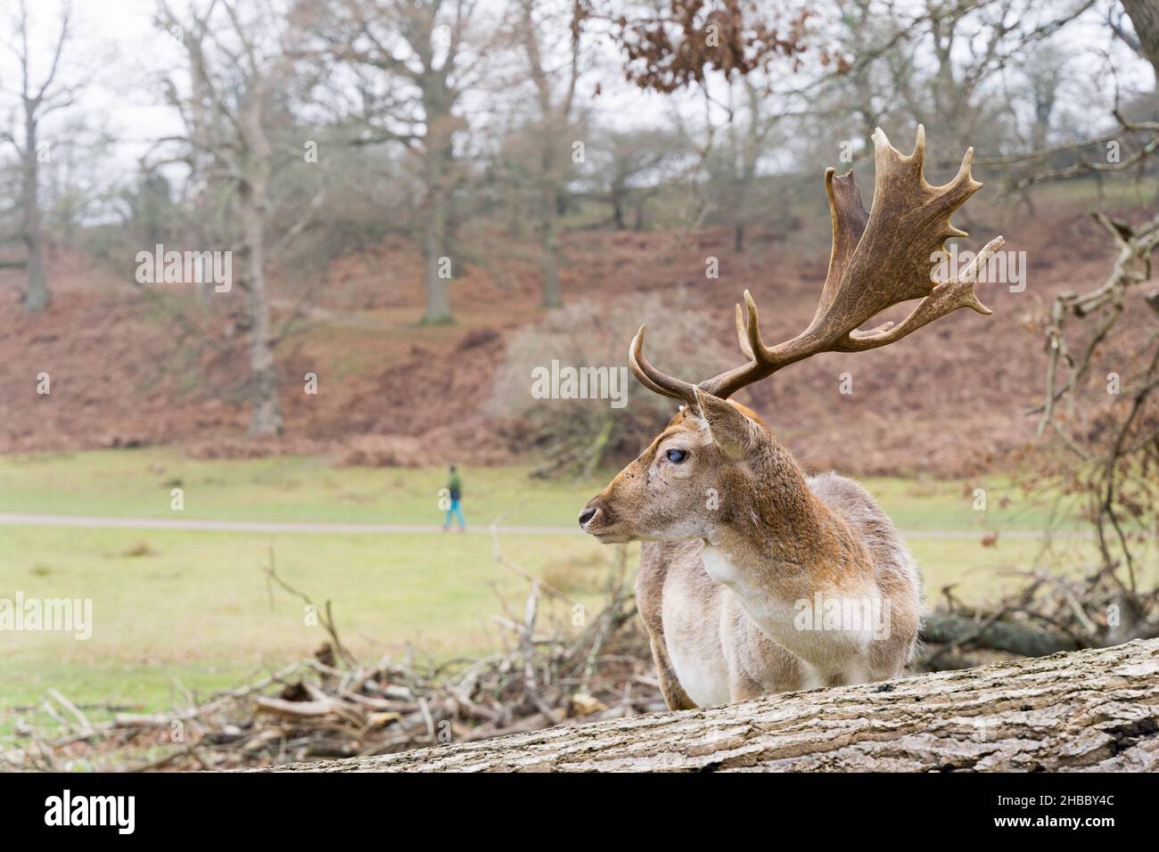 Fallow deer with full grown antlers stand in the woodland enjoying hazy ...