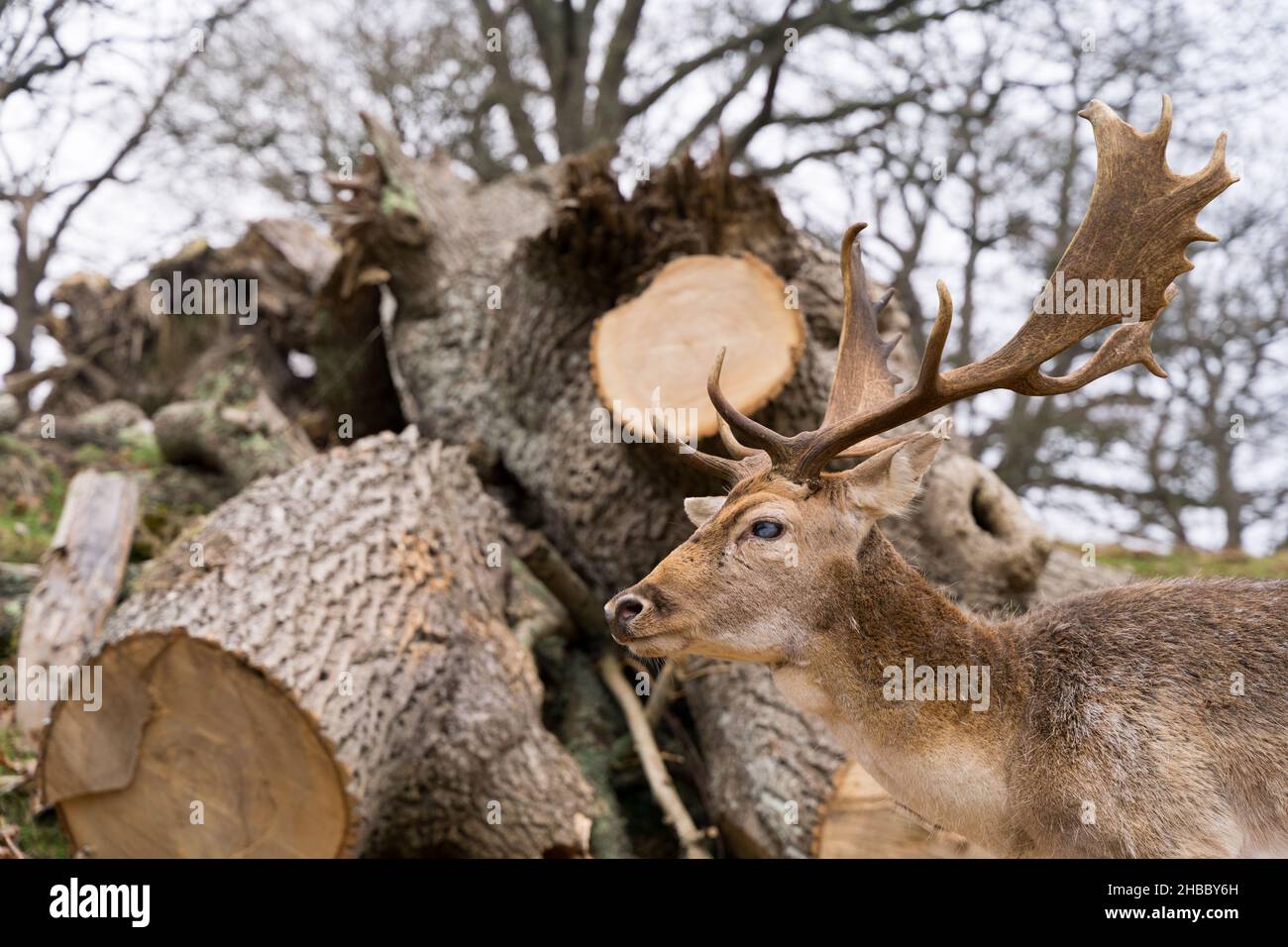 side view head shot of Fallow deer with full grown antlers stands in ...