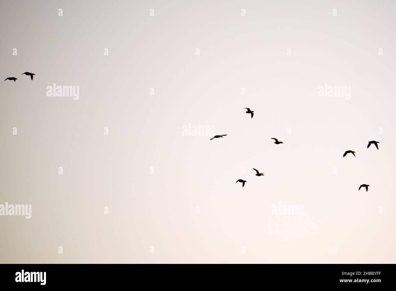 Big flock of crow birds flying against clear sky Stock Photo - Alamy