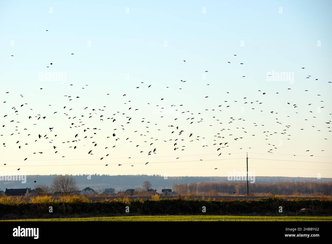 Big group many black crow hi-res stock photography and images - Alamy