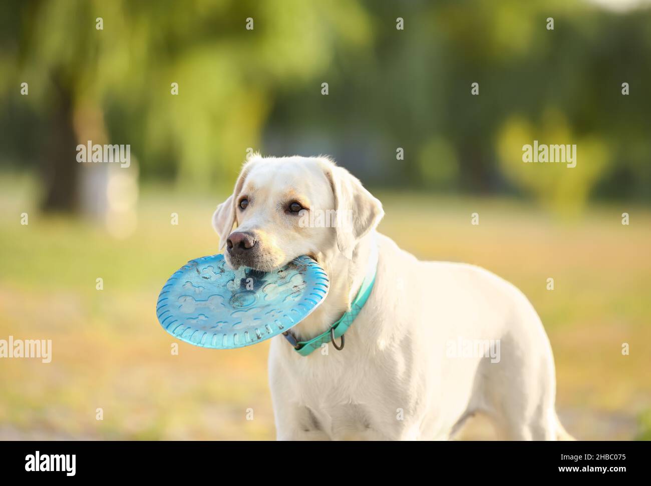 Cute Labrador playing with frisbee disk outdoors on summer day Stock ...