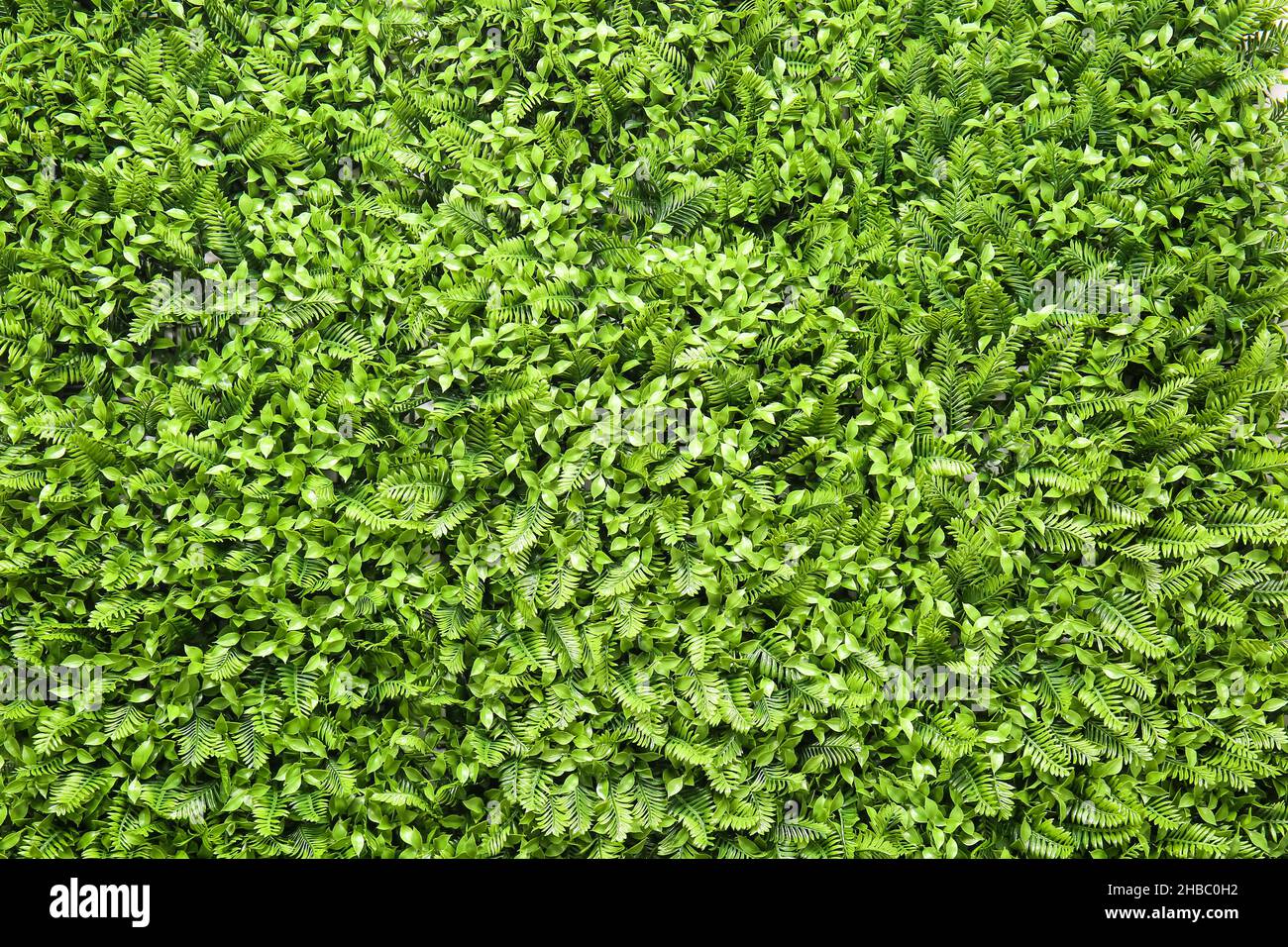 Green grass mat as background Stock Photo - Alamy