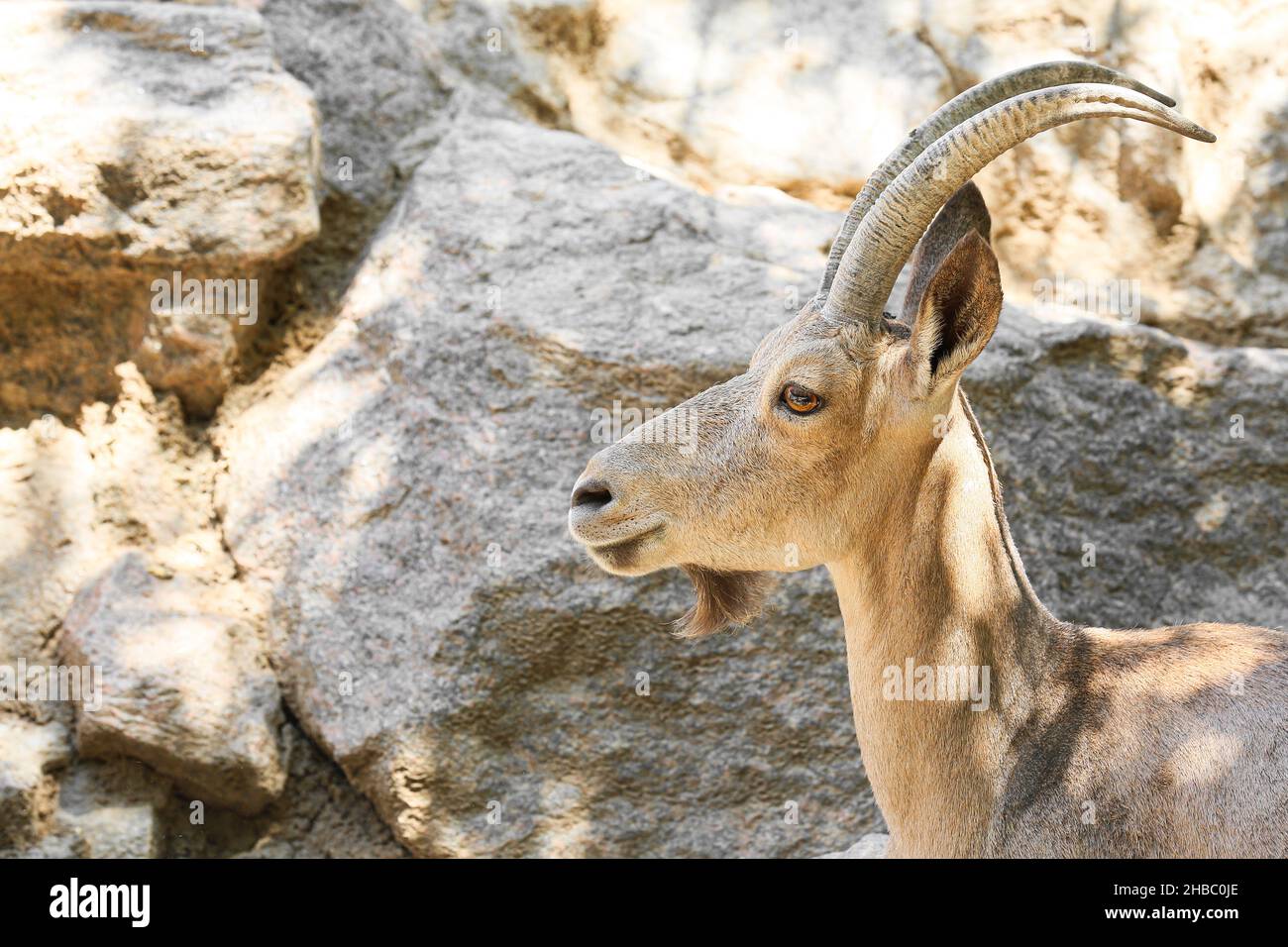 Wild goat in zoological garden Stock Photo - Alamy