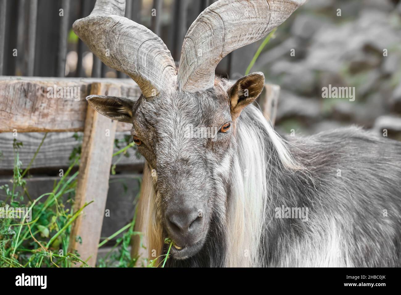 Markhor male hi-res stock photography and images - Alamy