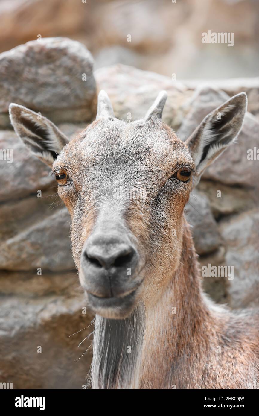Markhor (Capra fakoneri) in zoological garden Stock Photo - Alamy