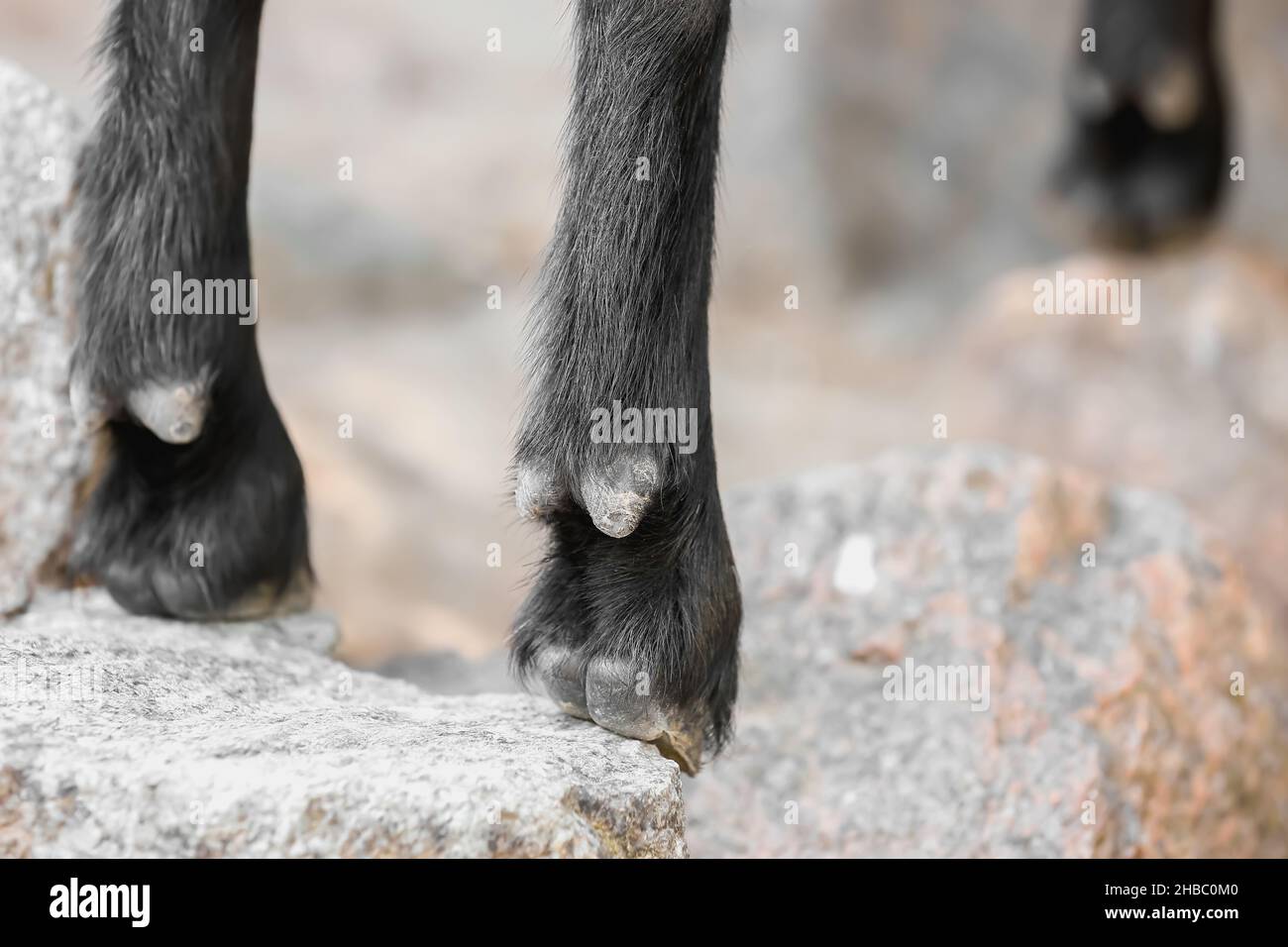 Legs of black goat on farm, closeup Stock Photo - Alamy