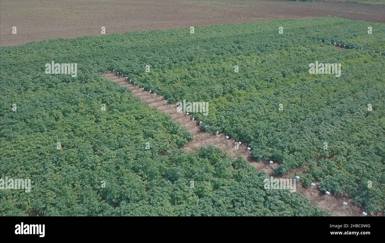Aerial: Flying over field with potato. Clip. Potato field with green ...
